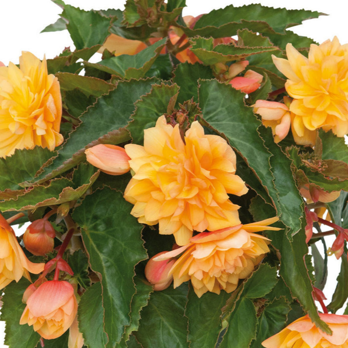 Begonia d'ombre belleconia – LC Horticulture
