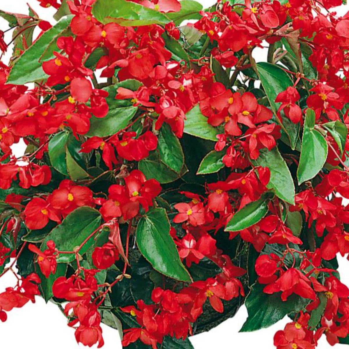 Begonia de soleil dragon wing red – LC Horticulture