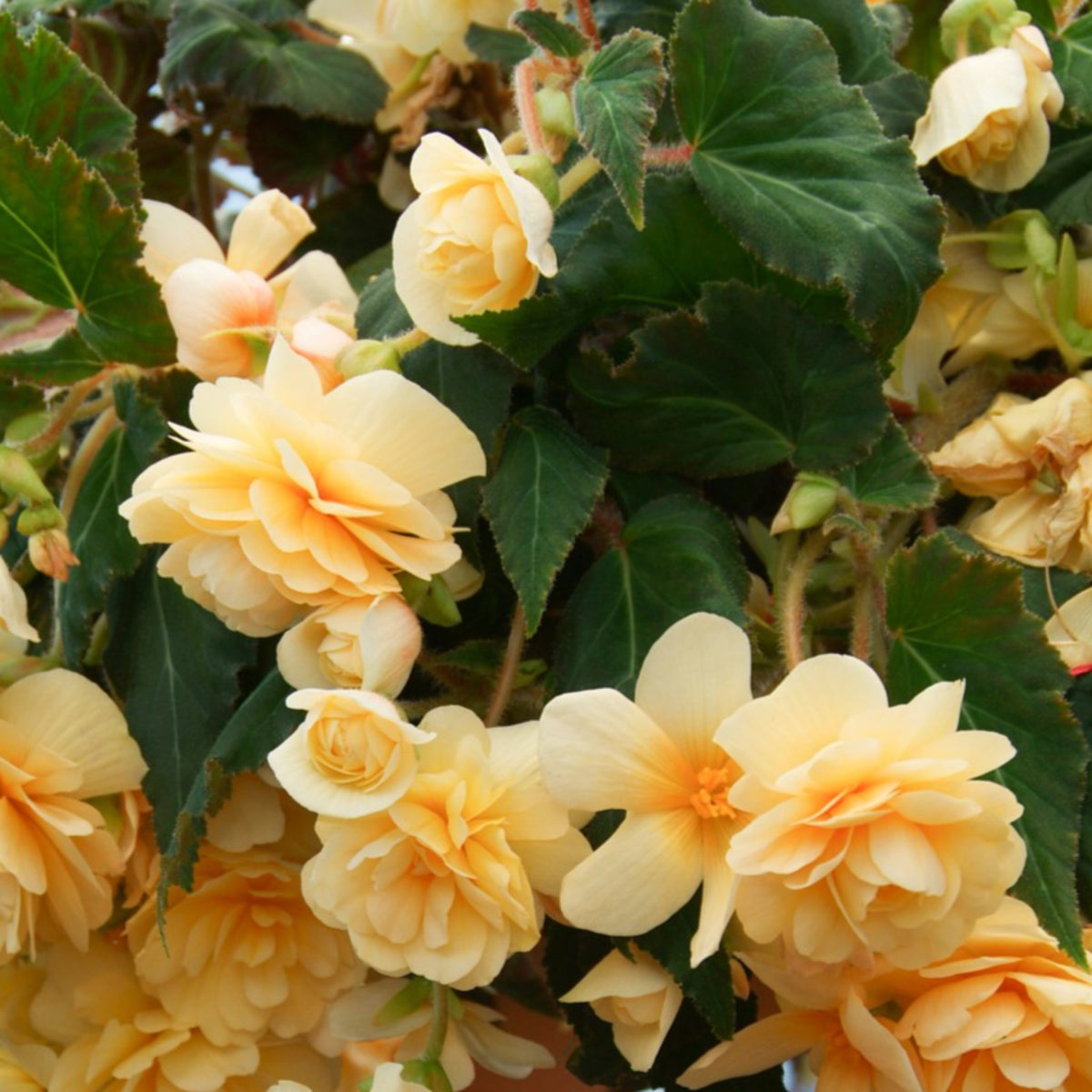 Begonia d'ombre belleconia – LC Horticulture