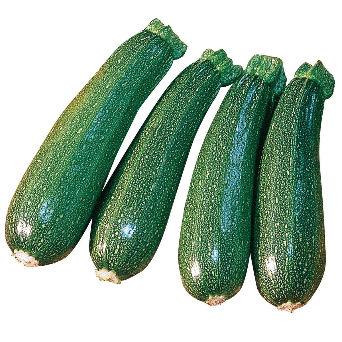 Courgette longue Defender F1 – LC Horticulture