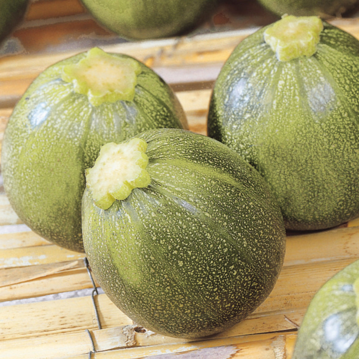 Courgette de Nice à fruit rond – LC Horticulture