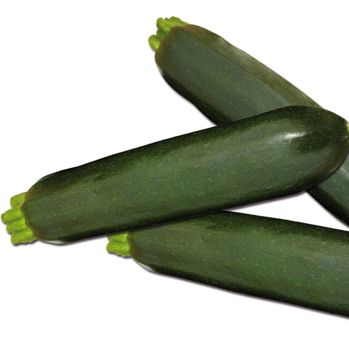 Courgette longue Laria F1 – LC Horticulture