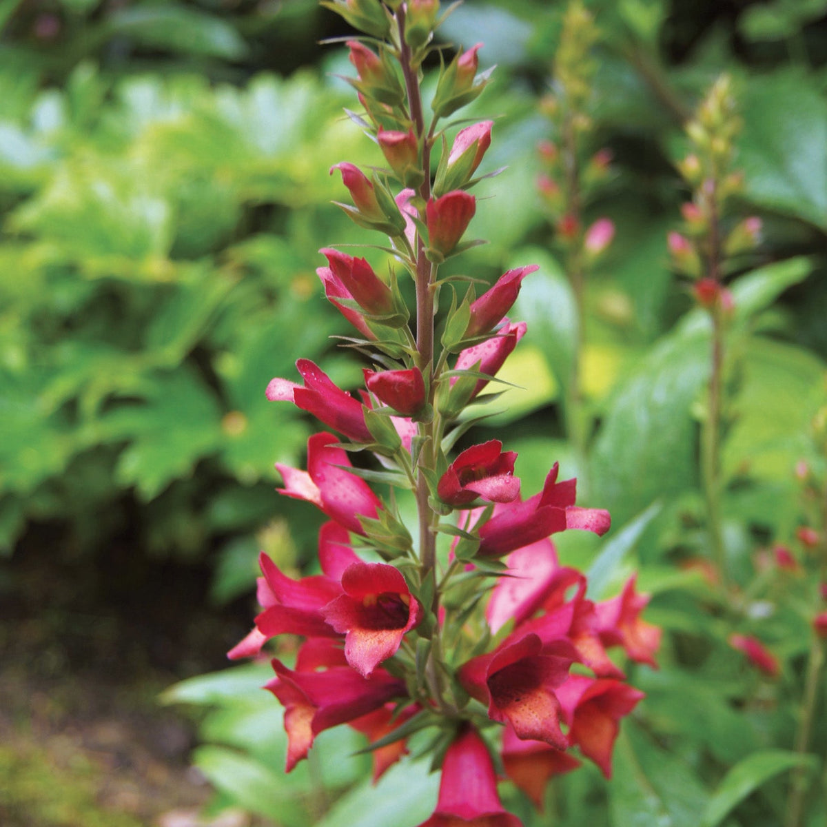 Digiplexis – LC Horticulture