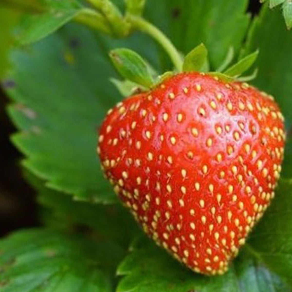 Fraisiers remontants et non remontants – LC Horticulture