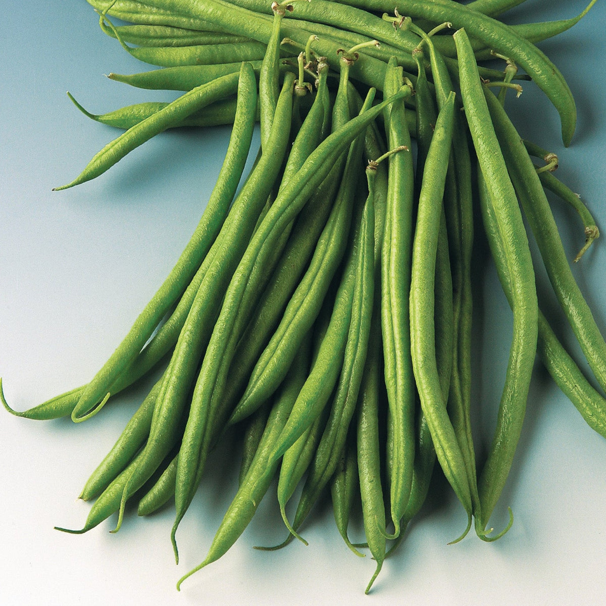 Haricots verts nains soliman – LC Horticulture
