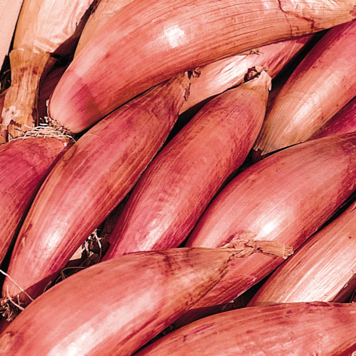 Oignon rouge long Rossa di firenze – LC Horticulture