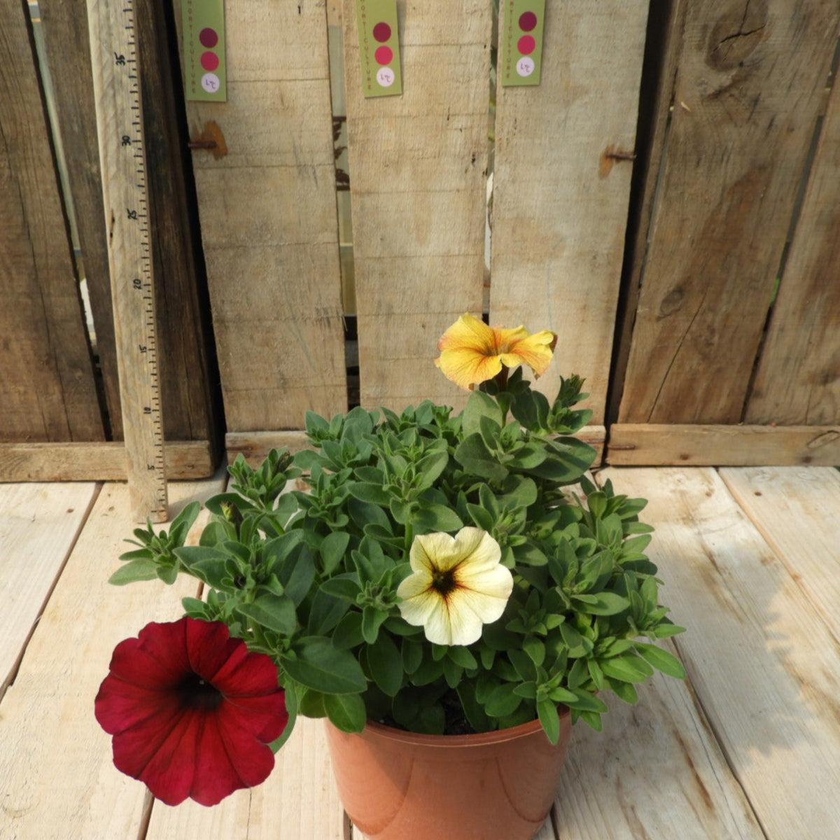 Pétunia beautical – LC Horticulture