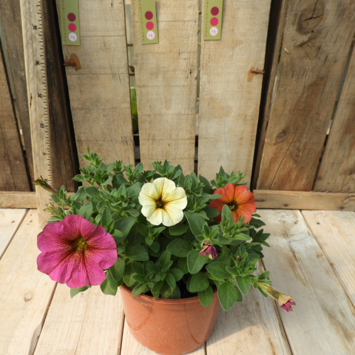 Pétunia beautical – LC Horticulture